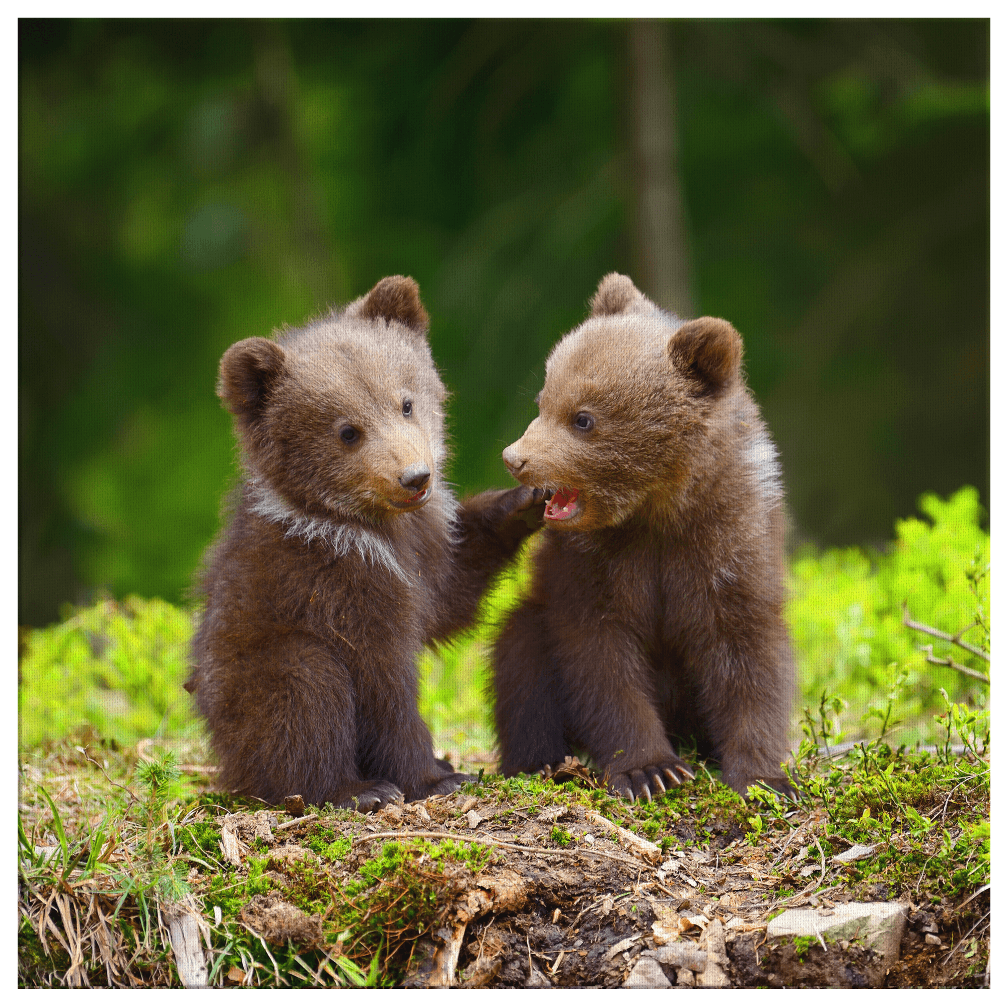 Cute Baby Brown Bears